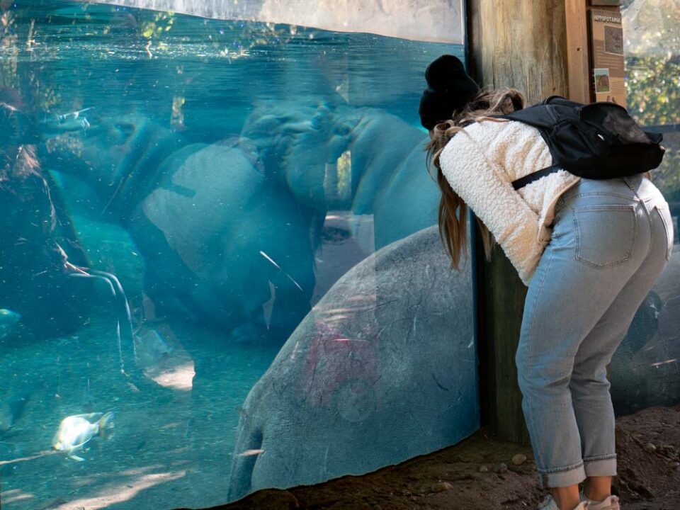 The Cincinnati Zoo & Botanical Garden (Meet Fiona and more!) - Travel With Wes