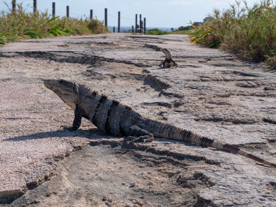 Things to be Careful of in Isla Mujeres and Things to do - Travel with Wes