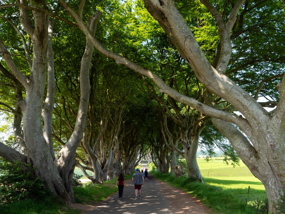 Is Visiting the Dark Hedges of Ireland Worth it? (Game of Thrones Scene ...