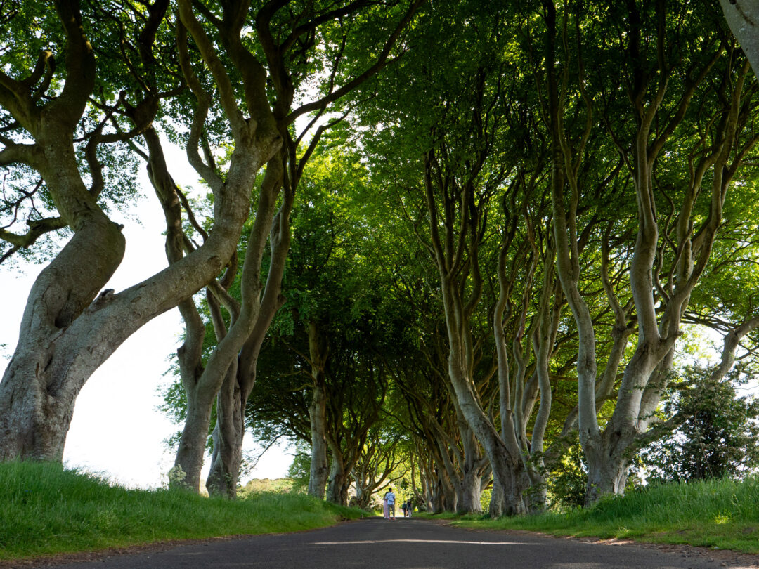 Is Visiting the Dark Hedges of Ireland Worth it? (Game of Thrones Scene ...