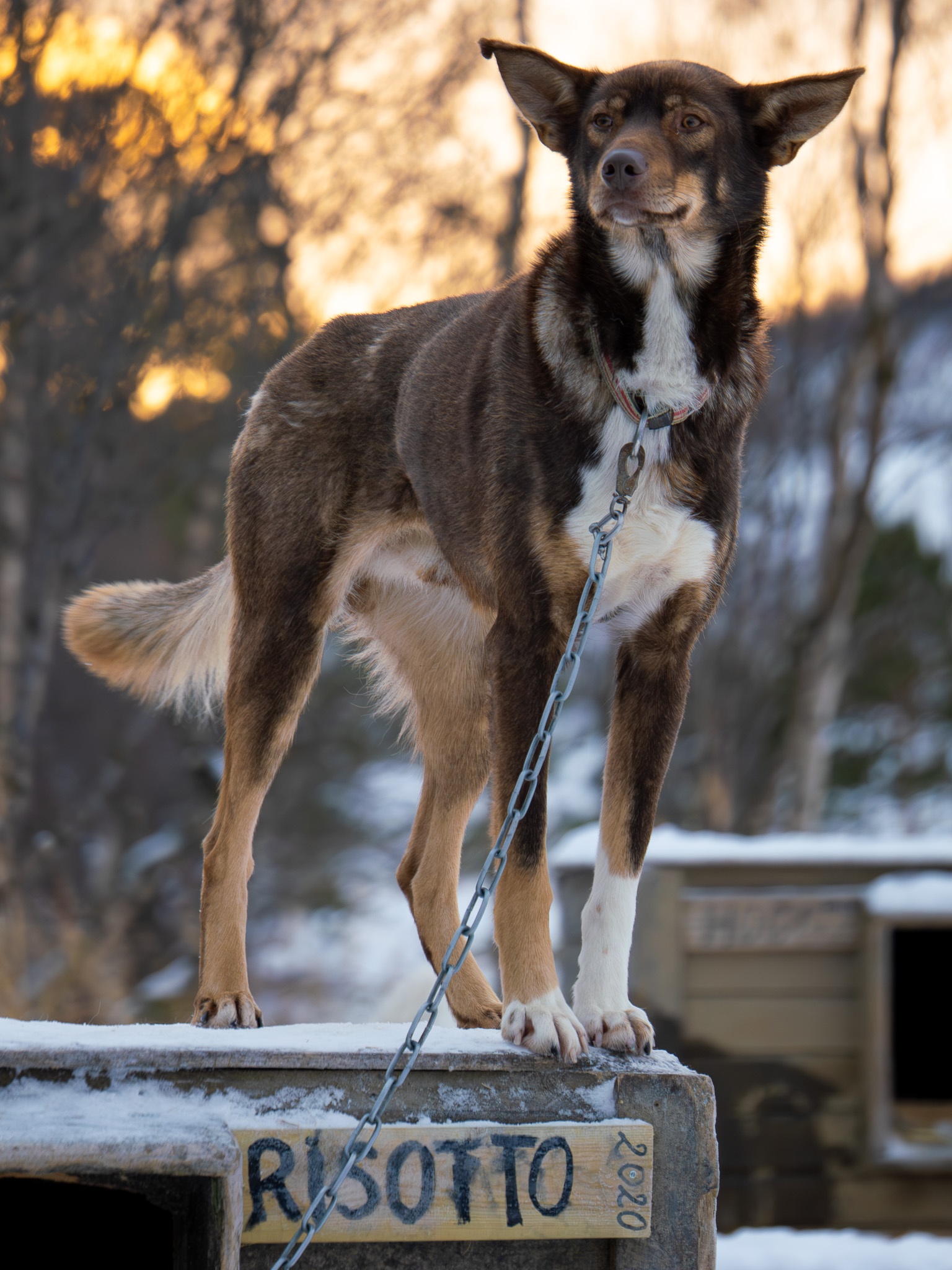 Enjoy a Husky Hike in Tromso Norway - Travel with Wes