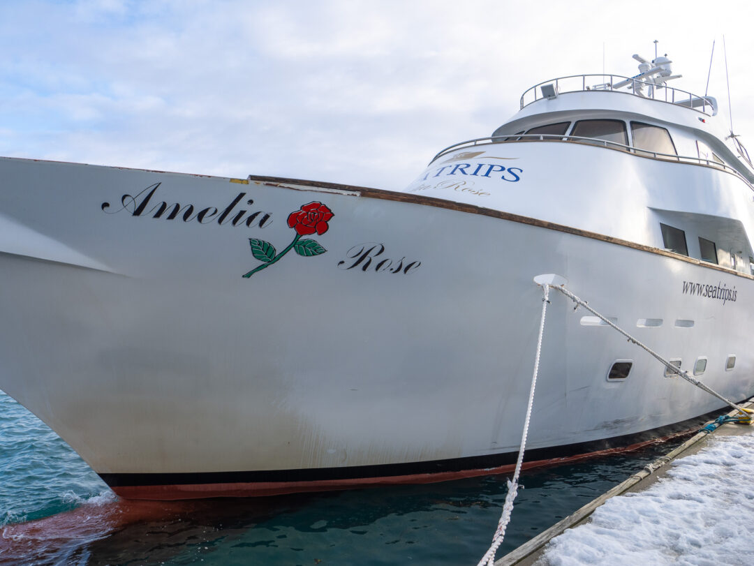 The Best Whale Watching in Iceland (with Sea Trips Reykjavik) - Travel ...